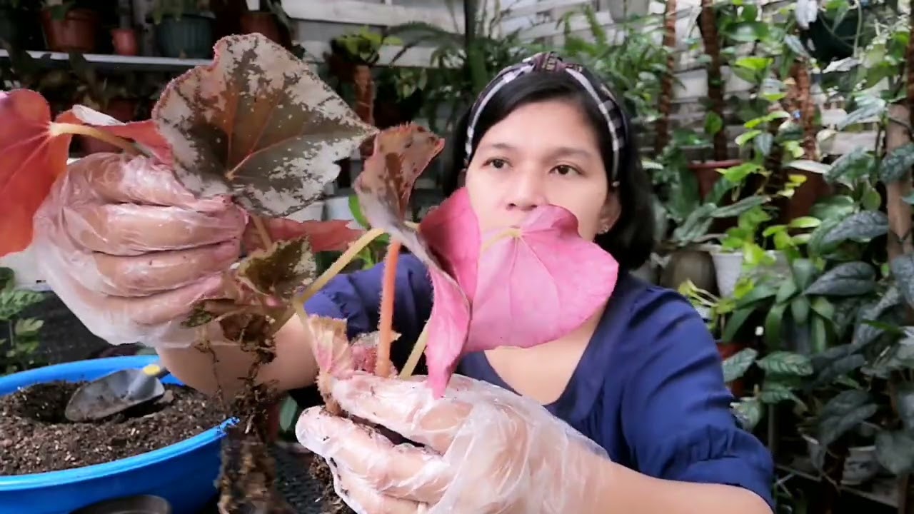 How to Propagate Rex Begonia Through Root Division/ Begonia Care Tips ...