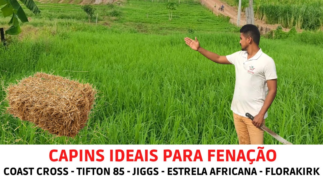 Capins ideais para fenação (Coast Cross - Tifton 85 - Jiggs - Estrela ...