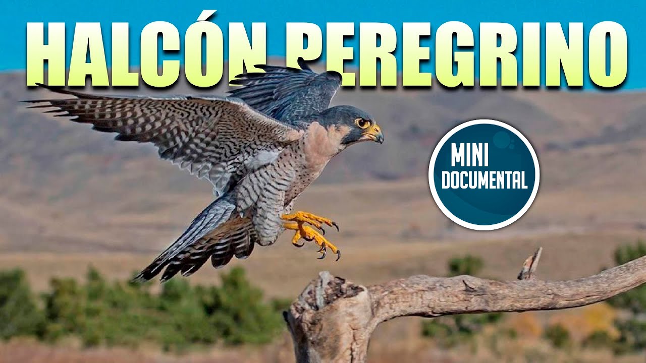 Halcón peregrino (mini documental) - YouTube