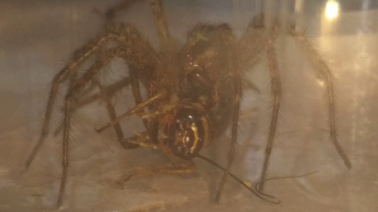 Minophen eating a cricket part II - YouTube