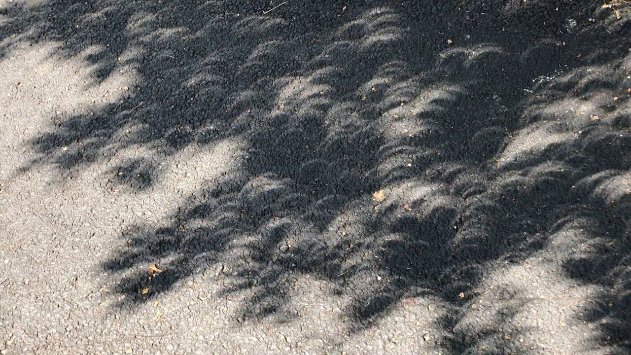 Crescent shaped tree shadow - 4 minutes before totality - YouTube