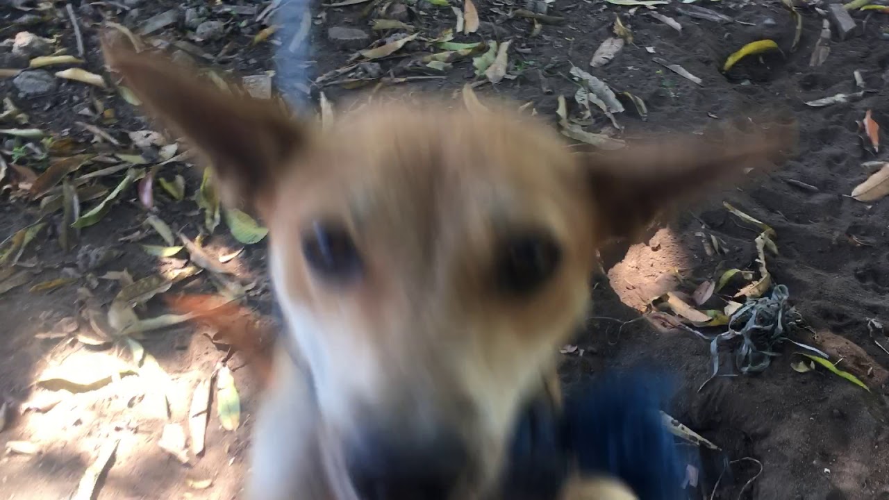 MASAYA ANG AKING ASO - YouTube