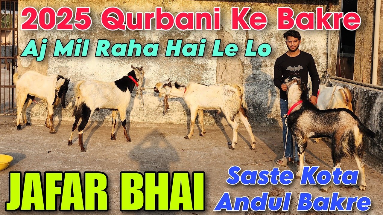 2025 Qurbani Ke Kota Andul Bakre At JAFAR BHAI | Saste Andul Goat In ...