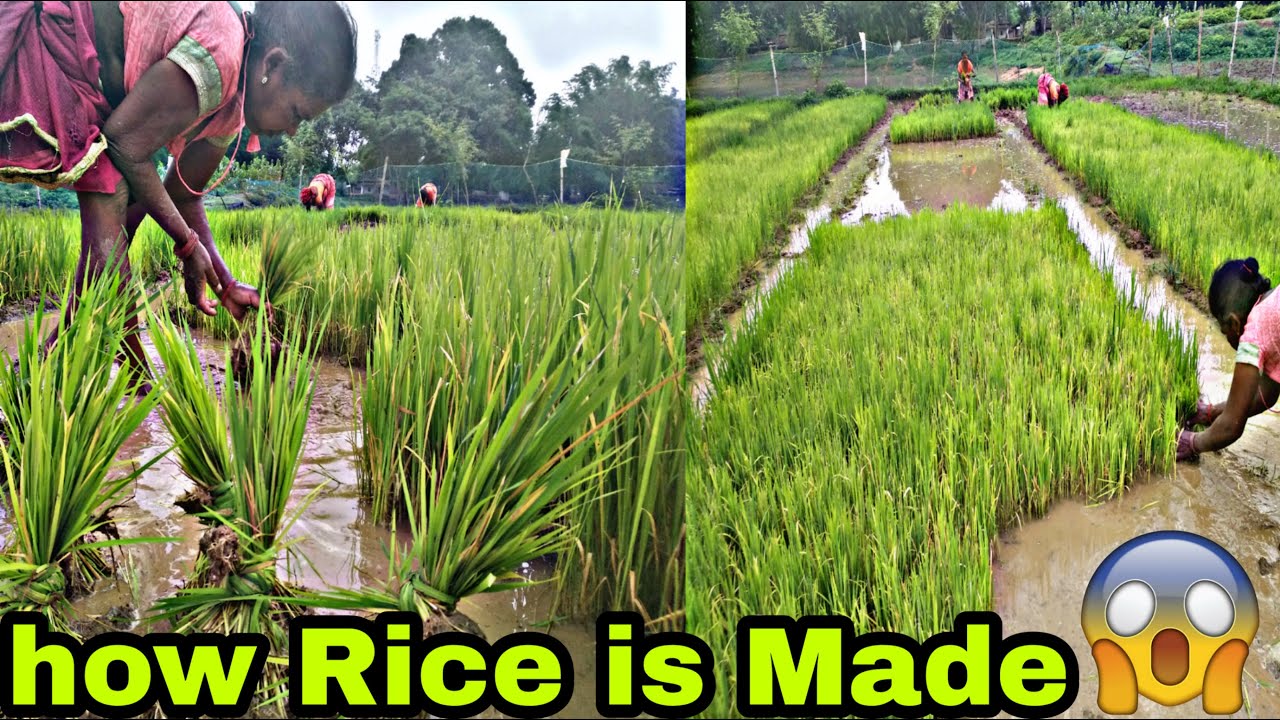 How to grow rice🌾🌾🔥😱|grow rice step-by-step|rice farming|dhan ki kheti ...