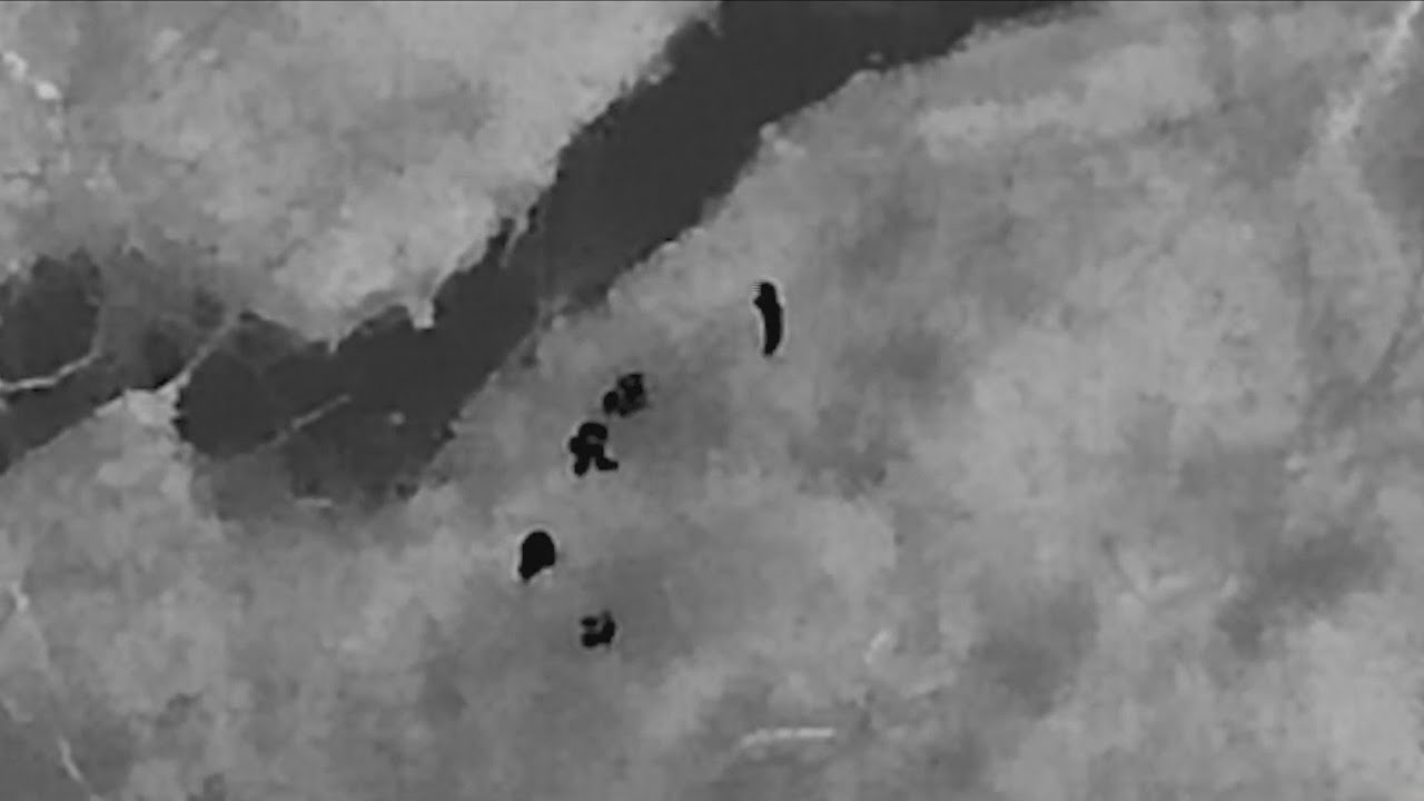 Five arrested after predawn crime spree damages more than 100 cars in ...