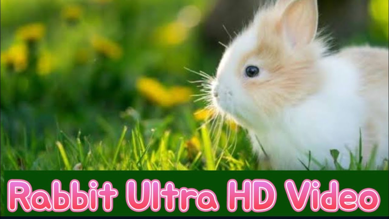 Rabbit Ultra HD Video|Bunny Ultra HD Video|Rabbit Bunny 8K Video|Cute ...
