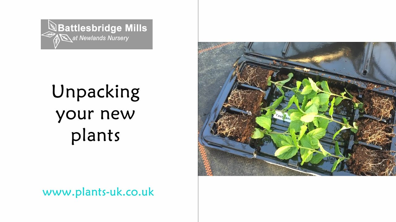 Unpacking your plug plants - YouTube
