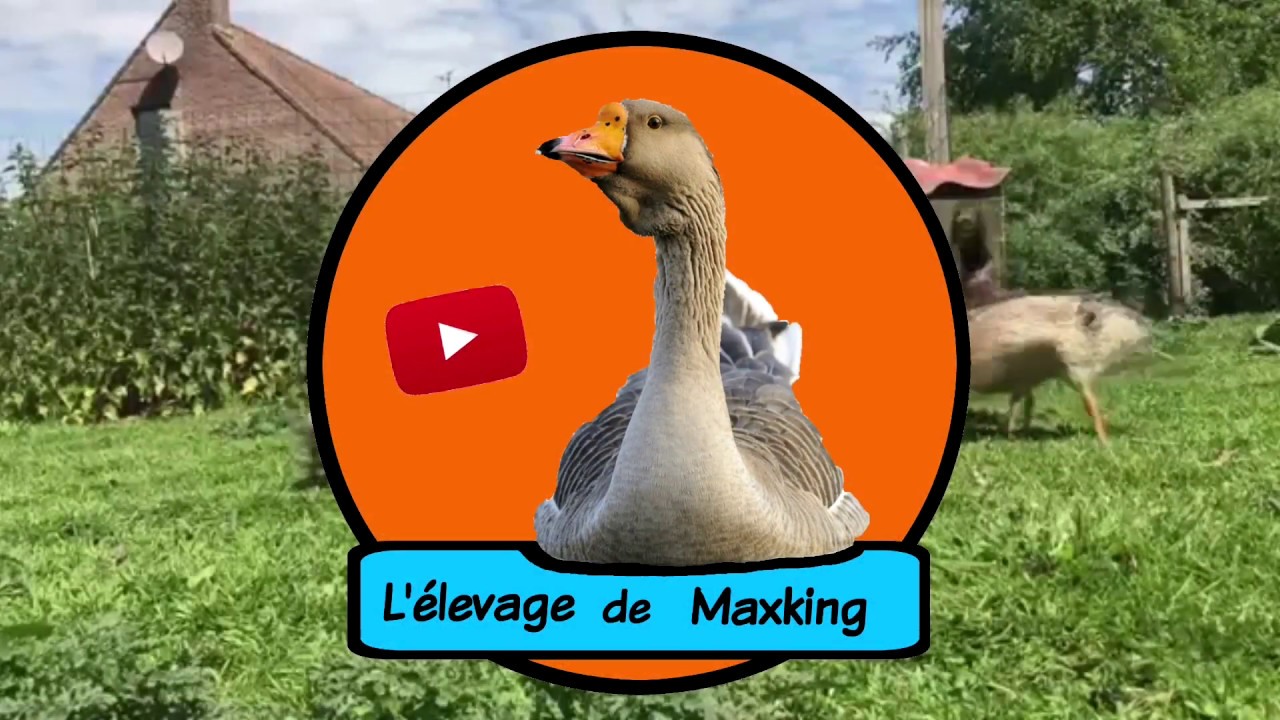 Nouveaux arrivant super canard ornement - YouTube