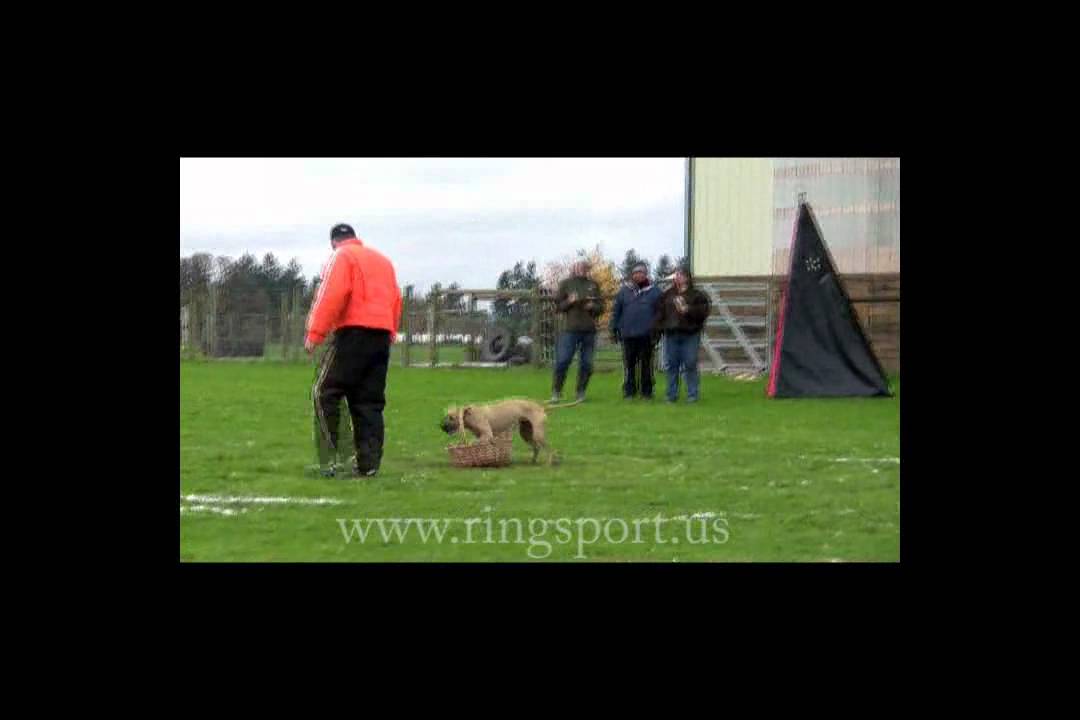 French Ring Sport Trial.Pit Bull "Cassie". French Ring 3 Object Guard ...