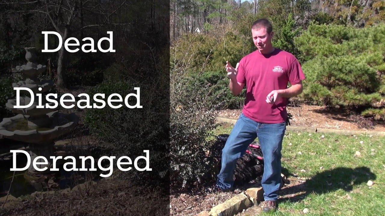 Pruning Part 1: Heading Back Pruning | Fairview Garden Center - YouTube