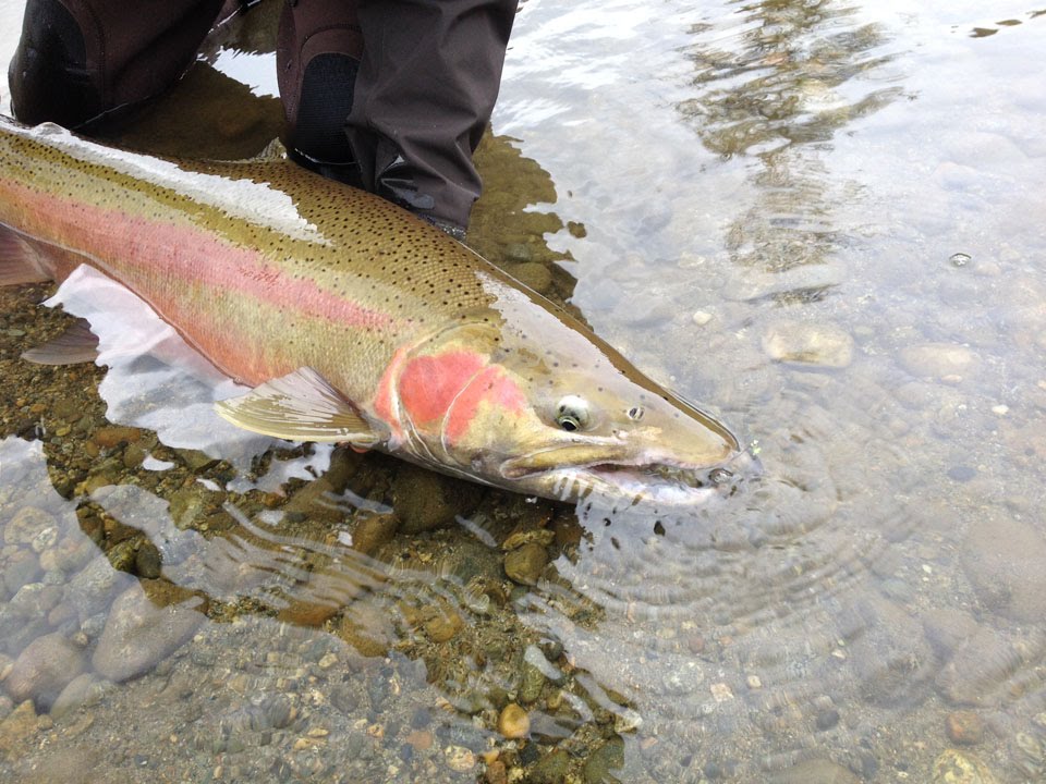 Big Buck Steelhead - Lower Mainland, BC - YouTube