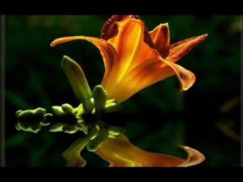 Elcin Eliyev - məhəbbət oldu şeir 2018