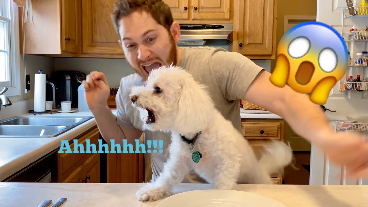 My Dog Reacts to the Invisible Food Challenge! - YouTube