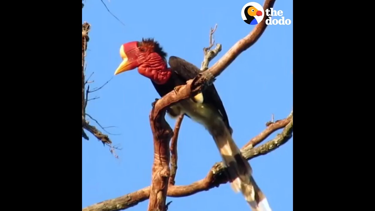 Helmeted Hornbills Are Being Hunted Into Extinction - YouTube