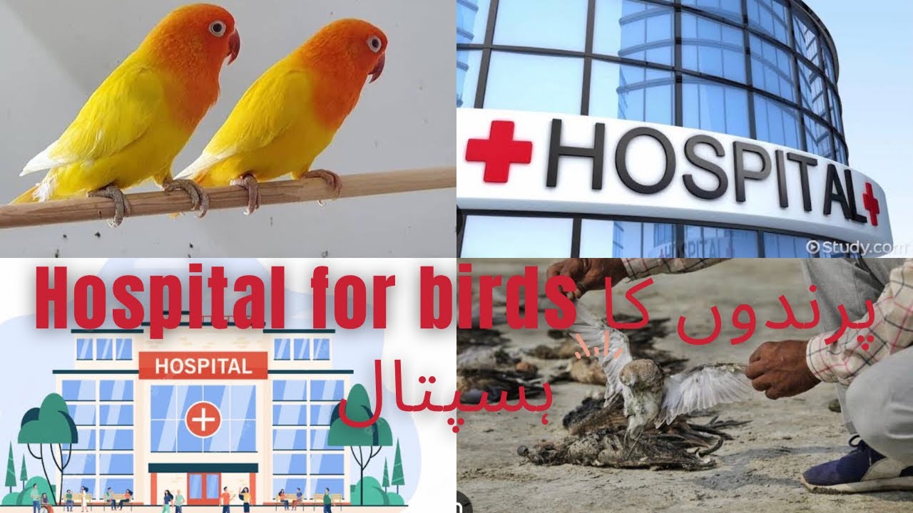 How to Quarantine the new bird which purchased from market or other ...