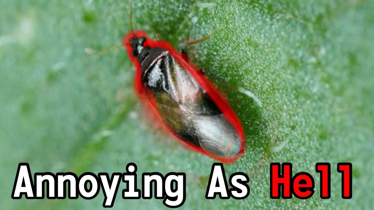The Worst Bug Since Mosquitoes - YouTube