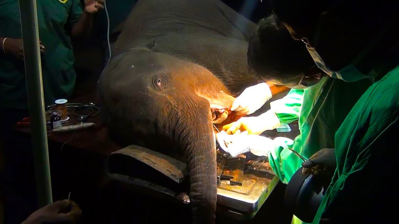Emergency Surgery performed at night on the baby elephant whose mouth ...