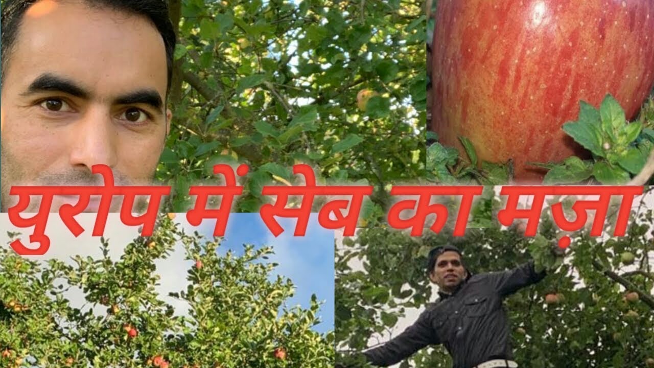 Videsh Mai seb ka mja | Apple garden tour | Enjoy the Apple fruit ...