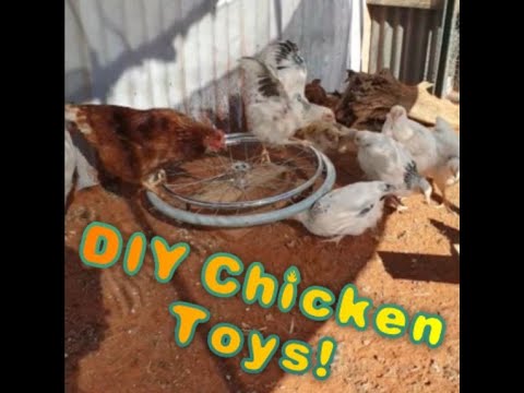 DIY Chicken Toys! - YouTube