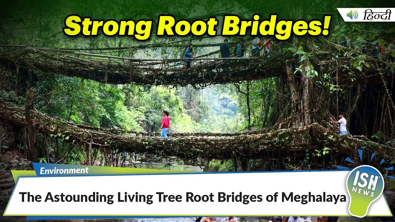 The Astounding Living Tree Root Bridges of Meghalaya | ISH News - YouTube