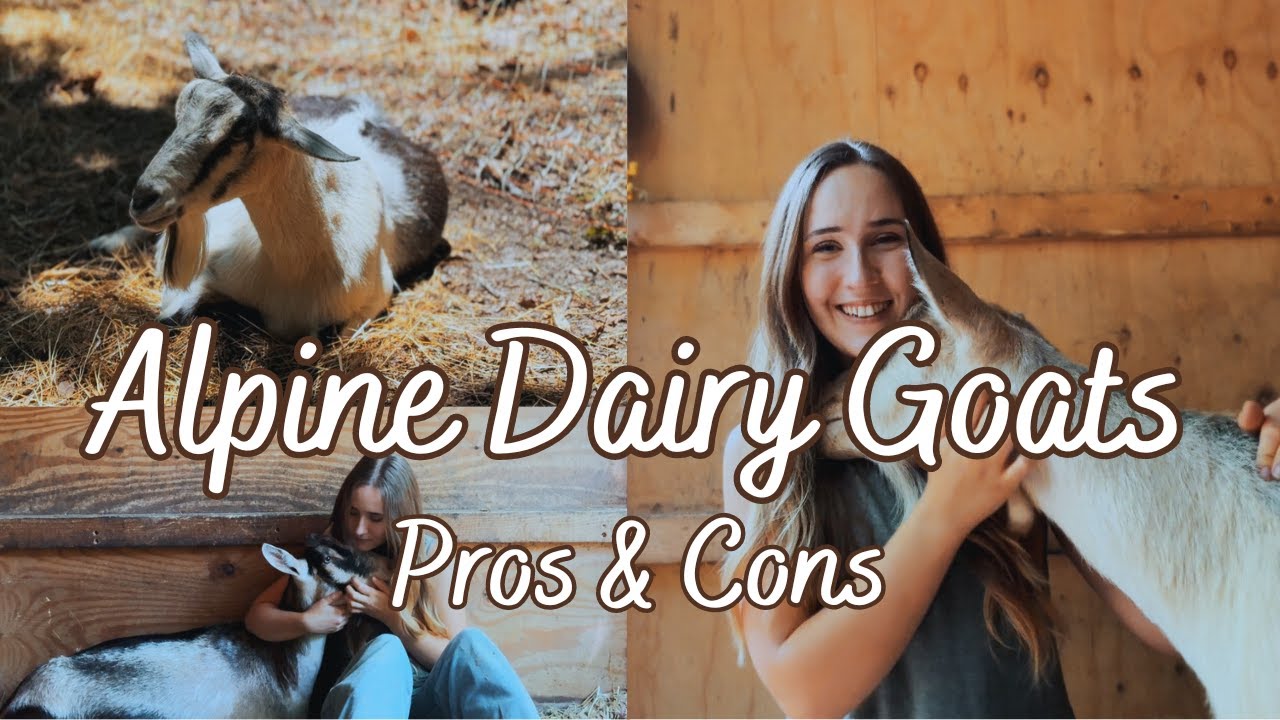Alpine Goat Breed | Pros & Cons | American vs. French Alpine | All ...