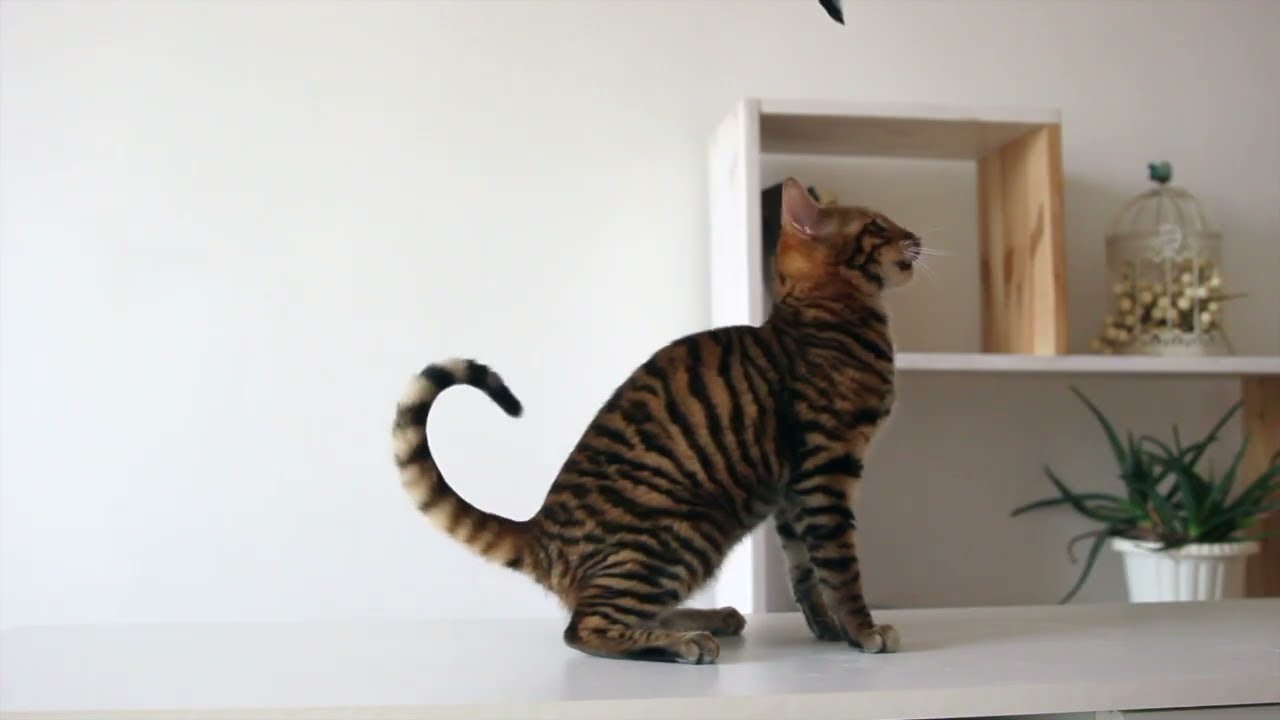 Beautiful Toyger Cat with RELAX music - YouTube