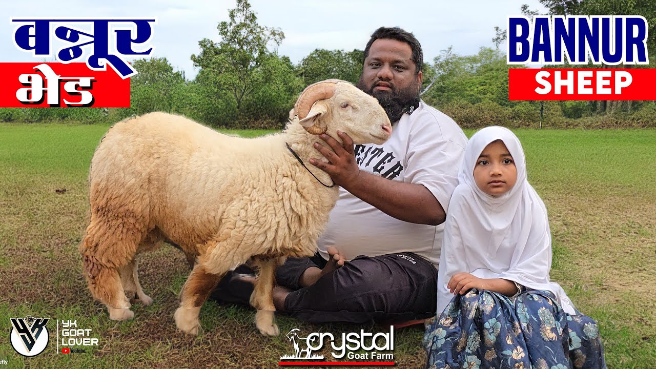 Top Quality BANNUR SHEEP Available in Pune at Crystal Goat Farm I YK ...