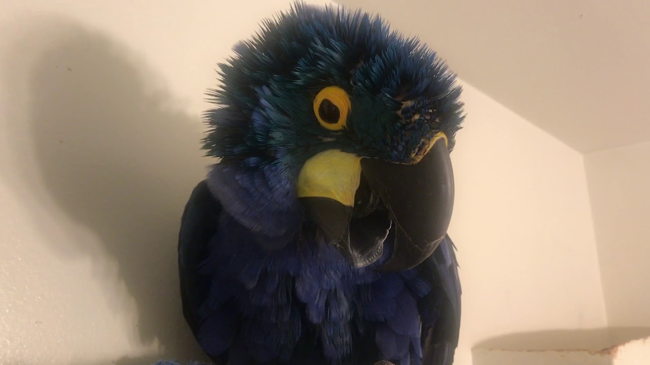 CAN HYACINTHS MACAW TALK? Yes! BIRD SAYS PEEKABOO - YouTube