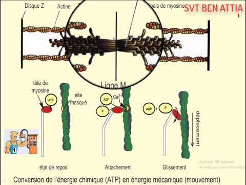 mécanisme de la contraction musculaire - YouTube