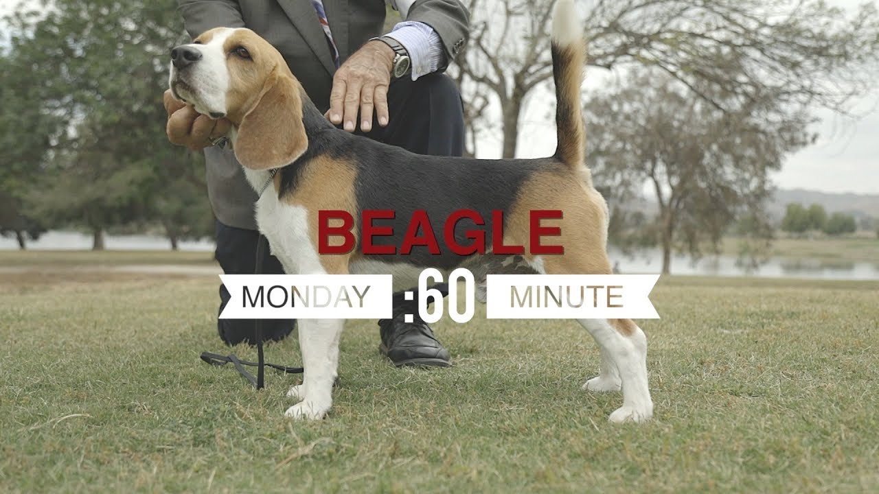 MONDAY'S MINUTE: BEAGLE - YouTube