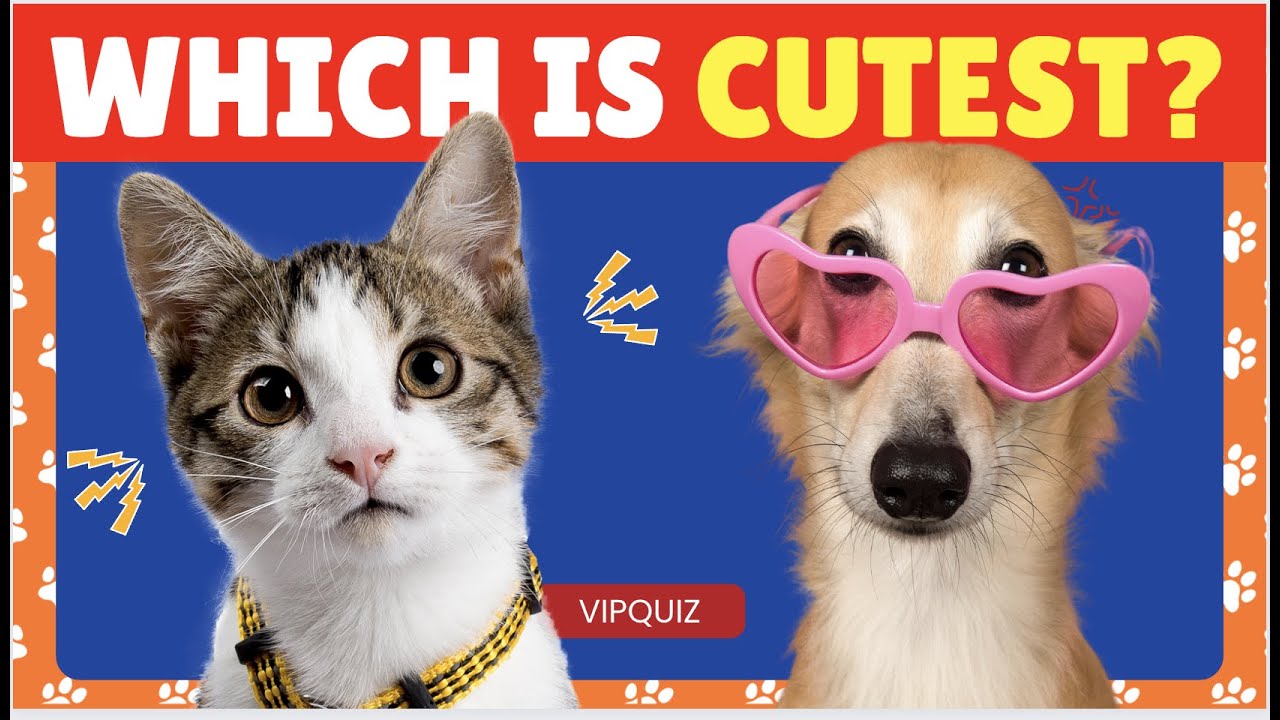 Pick One Kick One Cute Animals Edition | Choose the CUTEST! 🐕 🐈 - YouTube