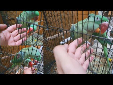 cute green parrots talking and grab my fingers for handshake # ...