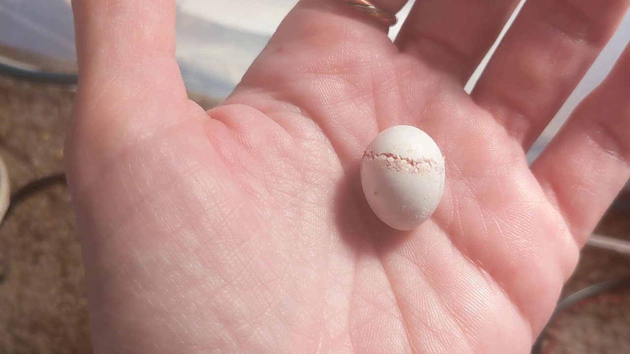 Budgie egg hatching in my hand! - YouTube