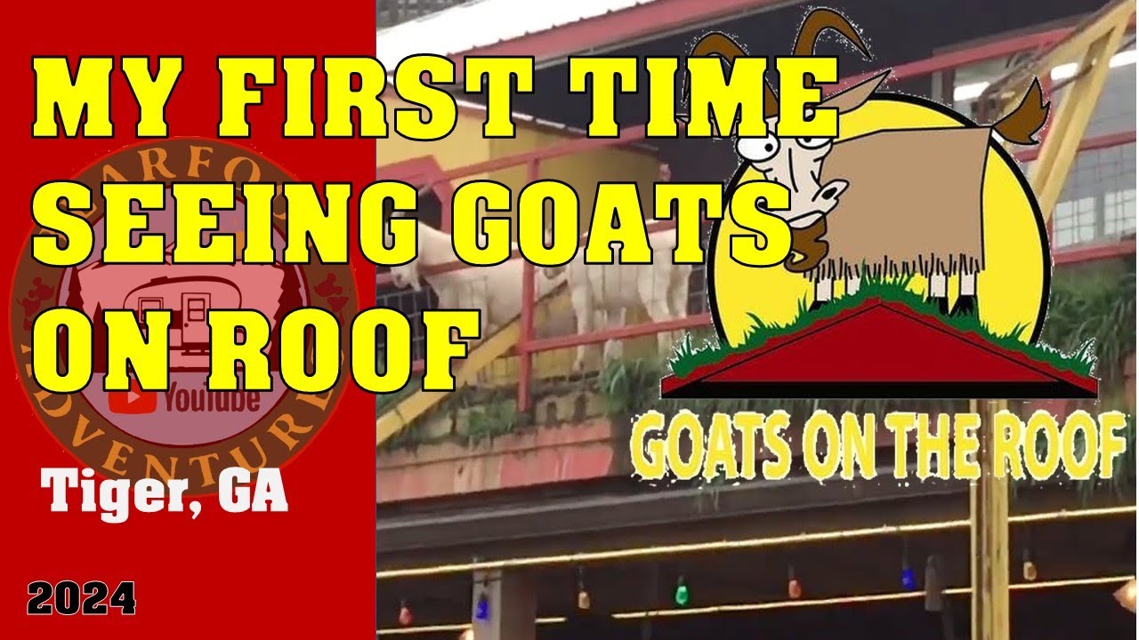 GOATS ON THE ROOF | Tiger Georgia | Roadside Attractions - YouTube