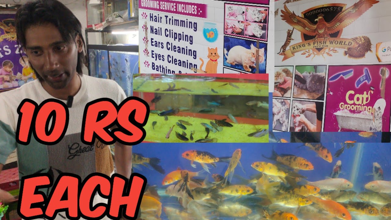 king's fish world giving offer on fishes and aquarium | cats grooming ...