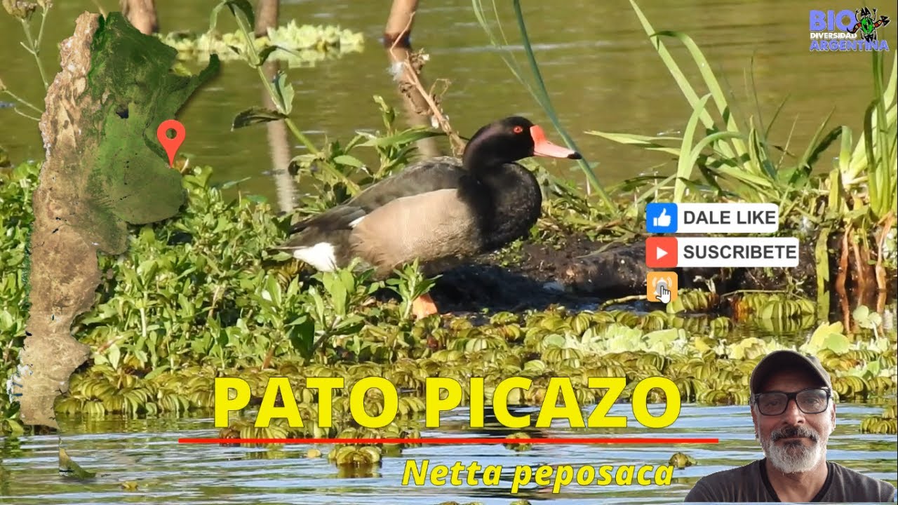 PATO PICAZO - ROSY-BILLED POCHARD - peposaca #birds #patopicazo #duck # ...