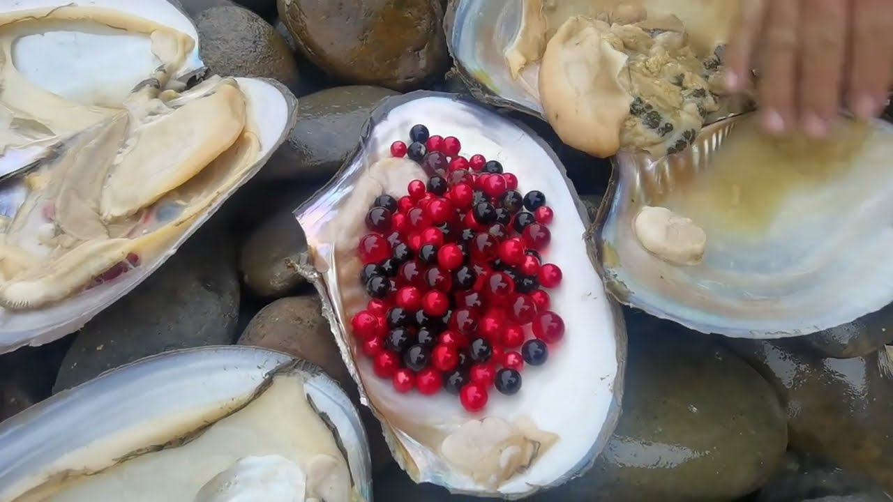 'Treasure Hunting': Large clams appear on the riverbank, producing ...
