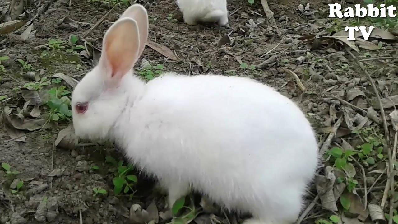 White Color Rabbit Playing time In The Garden - YouTube