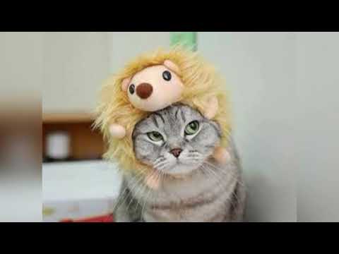 Kitty Lea
