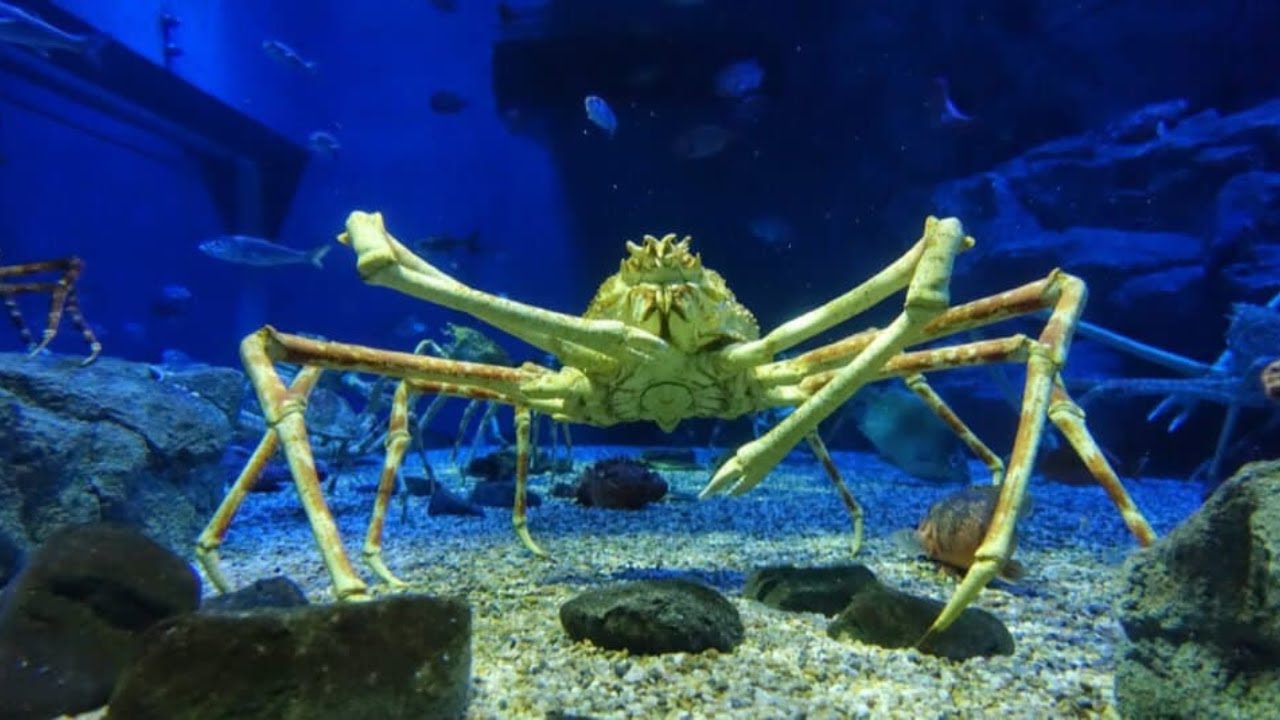 10 Amazing Deep Sea Creatures You Need to See to Believe - YouTube