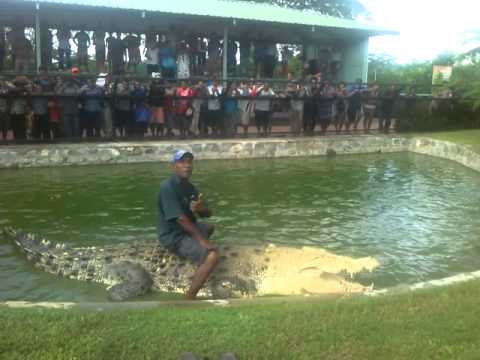 Man rides on deadly crocodile - YouTube