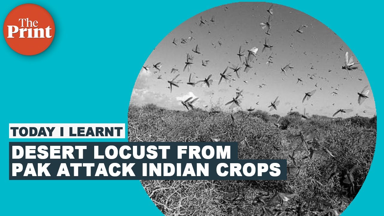 What are locusts & how do they damage crops? - YouTube