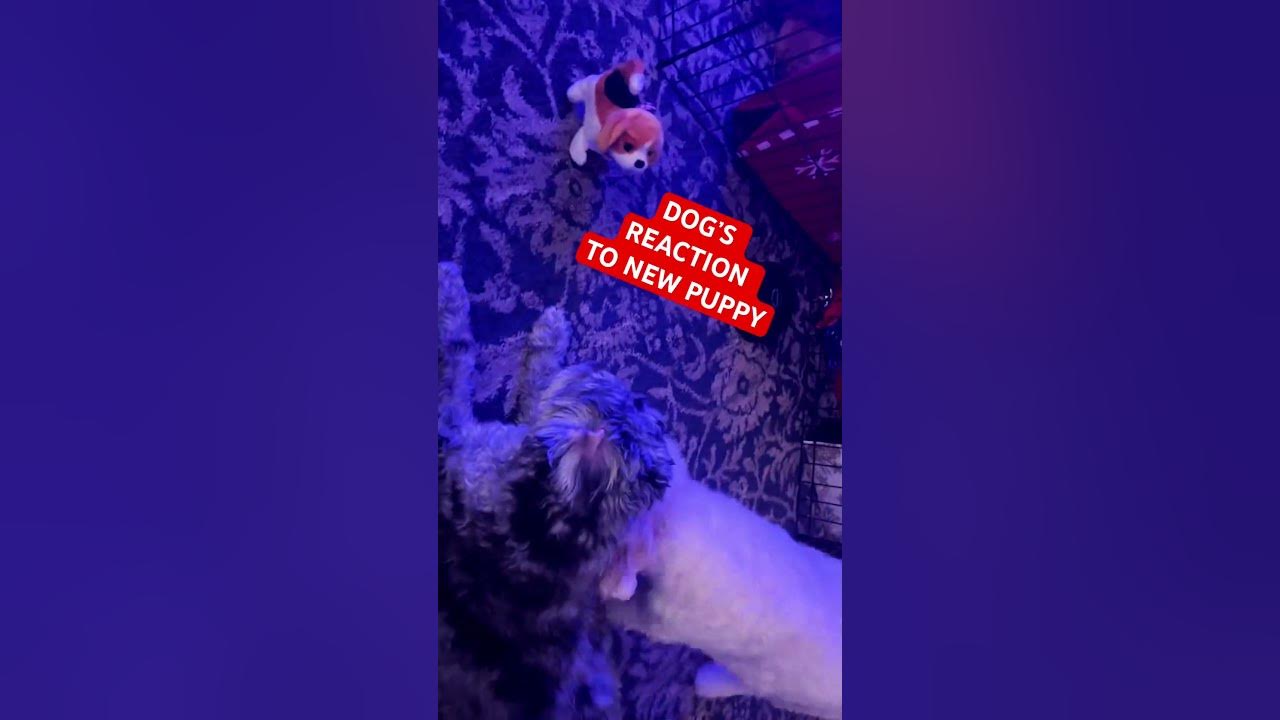 TWO DOGS VS. PUPPY - YouTube