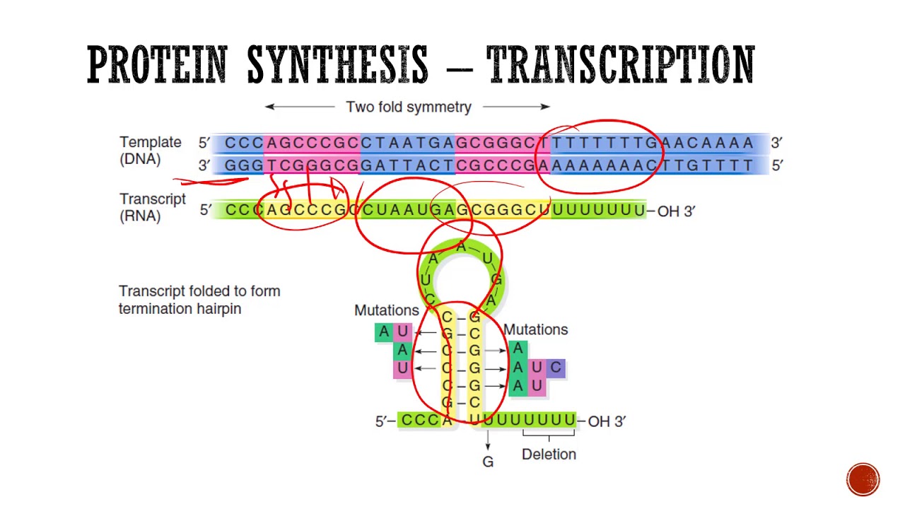 MOLECULAR BIOLOGY – GENE EXPRESSION PART-VII TRANSCRIPTION IN BACTERIA ...