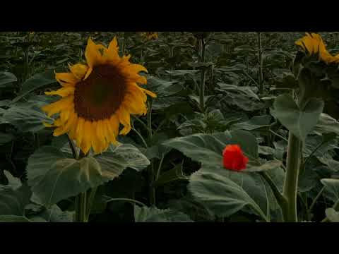 attila ilhan, bence malumdur (tuğba karademir)