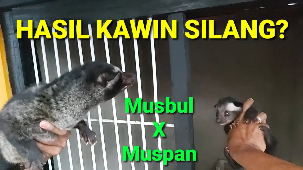 🔥 MUSANG PANDAN BERANAK MUSANG BULAN? 🔥 Hasil Kawin Silang? 😱 - YouTube