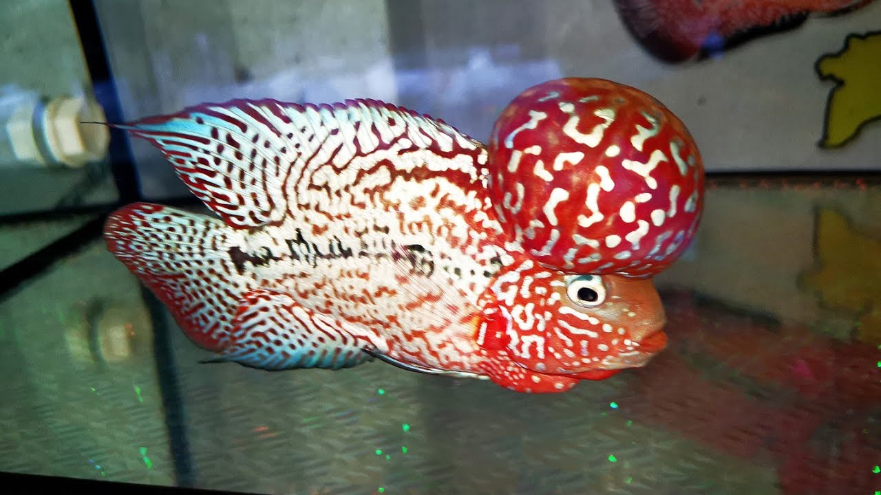 Những Cá Lá Hán Kamfa Đỏ VIP | Super Red King Kamfa - YouTube