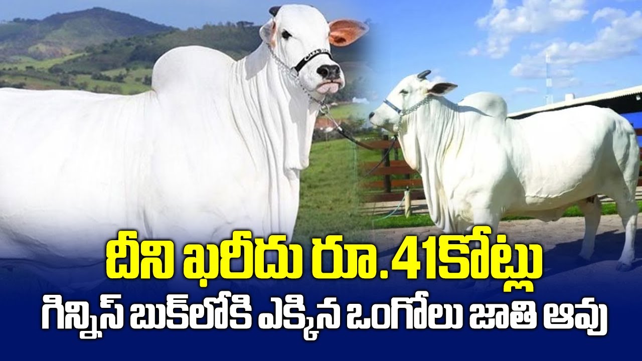 World's Most Expensive Nellore Breed COW, Beauty Sold For 1 Billion ...