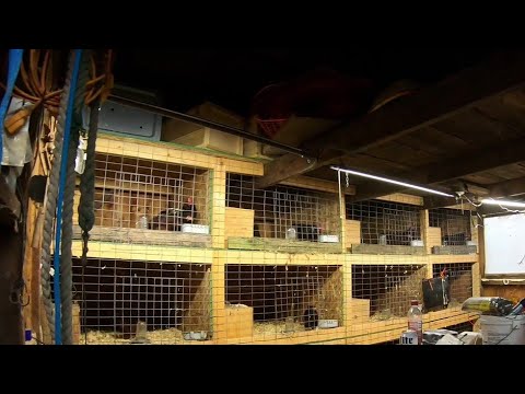 Winter Breeding Pens for My Chickens - YouTube
