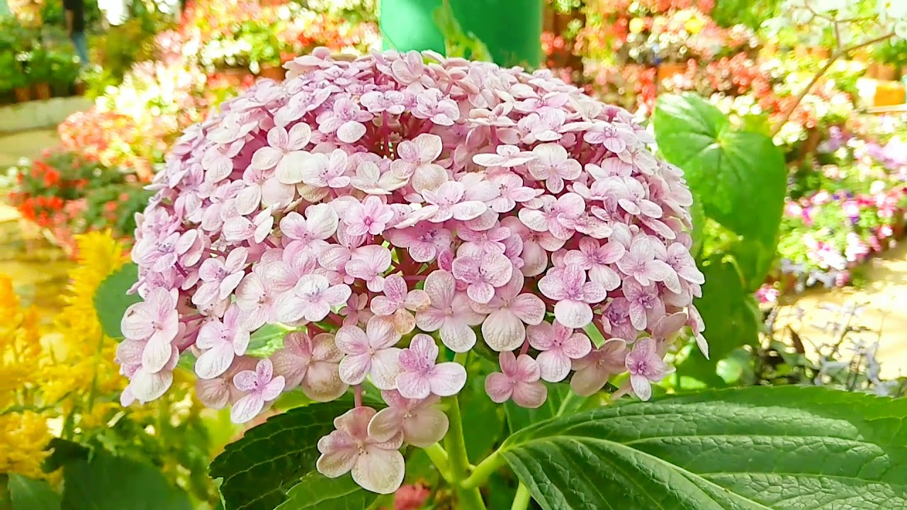 Ootty botanical flower show - YouTube